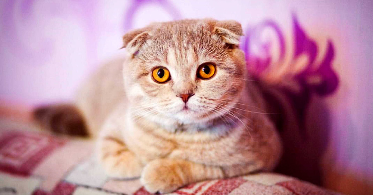 Scottish fold-katten per 2025 verboden - Dier&Recht