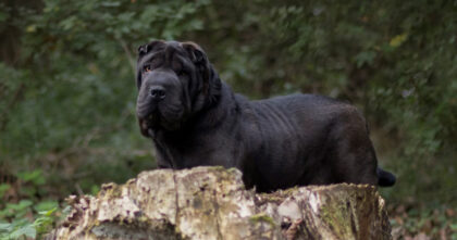 Shar-pei fever: de dodelijke koorts - Dier&Recht