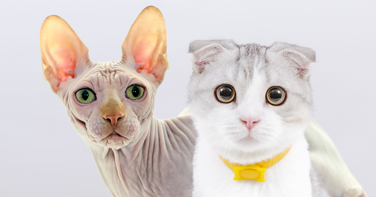 Er komt een houdverbod voor naaktkatten en Scottish folds - Dier&Recht