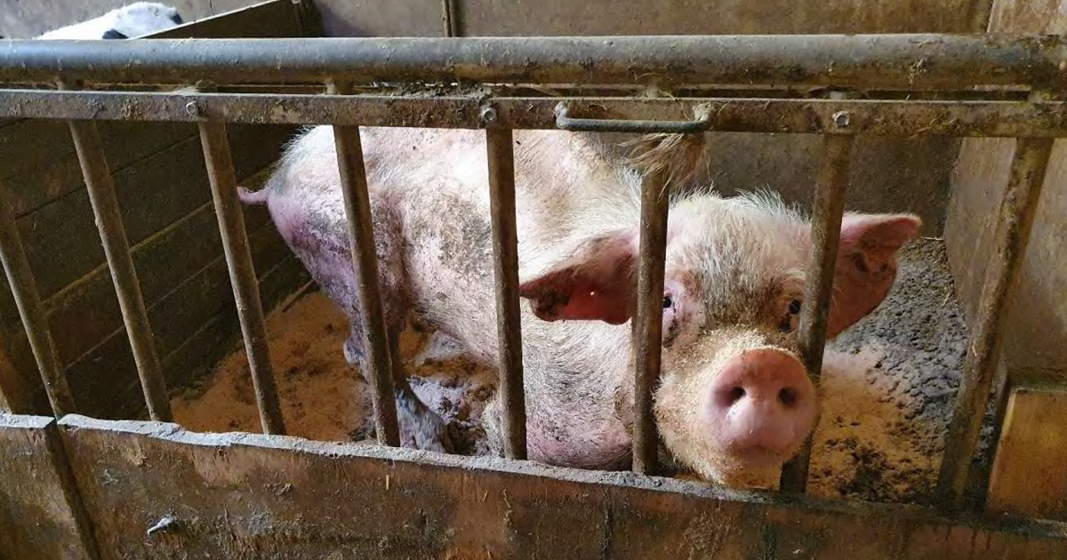 Bij elke controle hongerige, dorstige, zieke en gewonde dieren - Dier&Recht