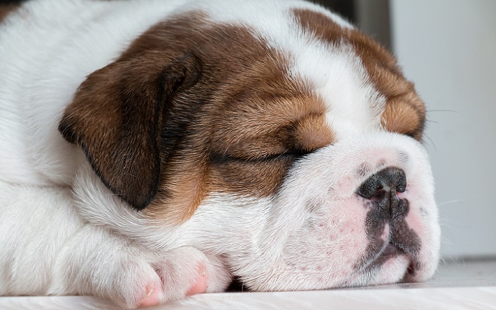 Noorwegen verbiedt fokken Engelse bulldog en cavalier king charles ...