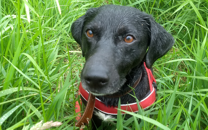 Waterrat Fred zoekt energieke baas - Dier&Recht