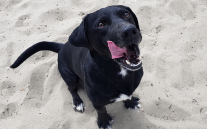 Waterrat Fred zoekt energieke baas - Dier&Recht