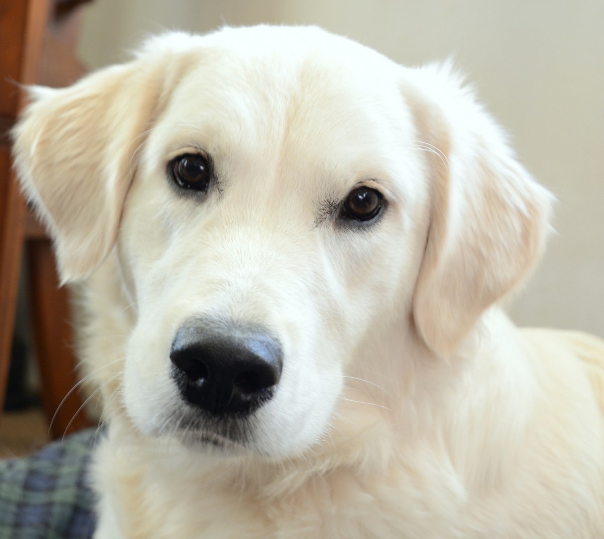 Crowdfunding rechtszaak voor Golden Retrievers - Dier&Recht