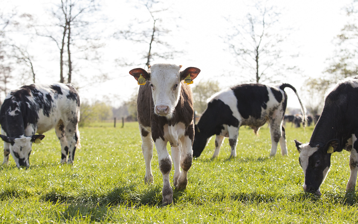 Grazen moet je leren - Dier&Recht
