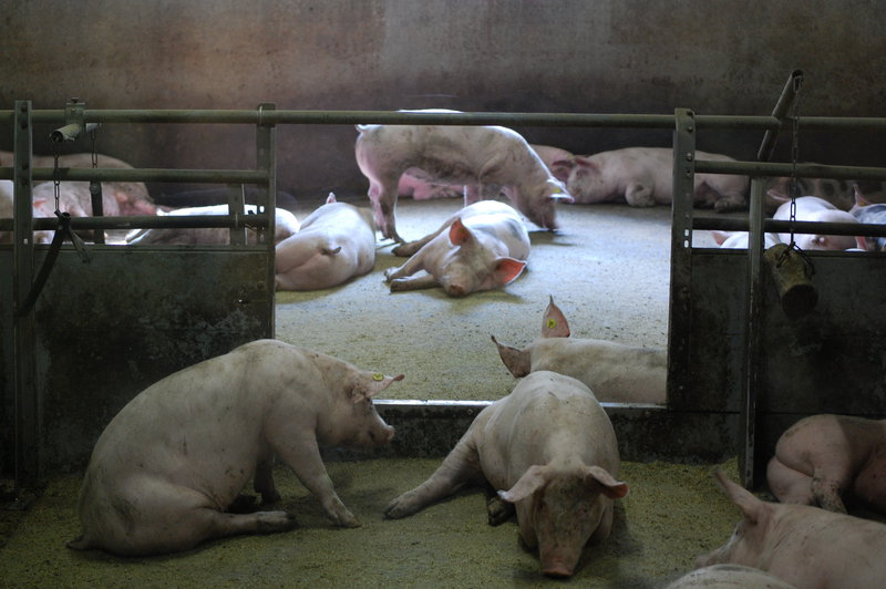 Iets beter leven voor varkens bij Jumbo - Dier&Recht