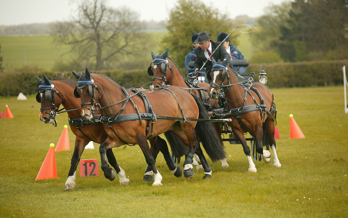 Aangespannen sport is iets anders dan mennen – maar ook daar vind je ...