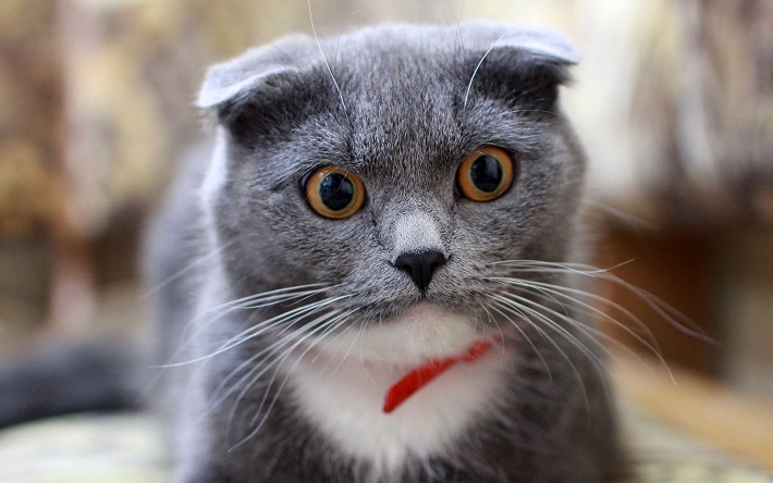 Schotse overheid pakt fokken designer cats aan - Dier&Recht